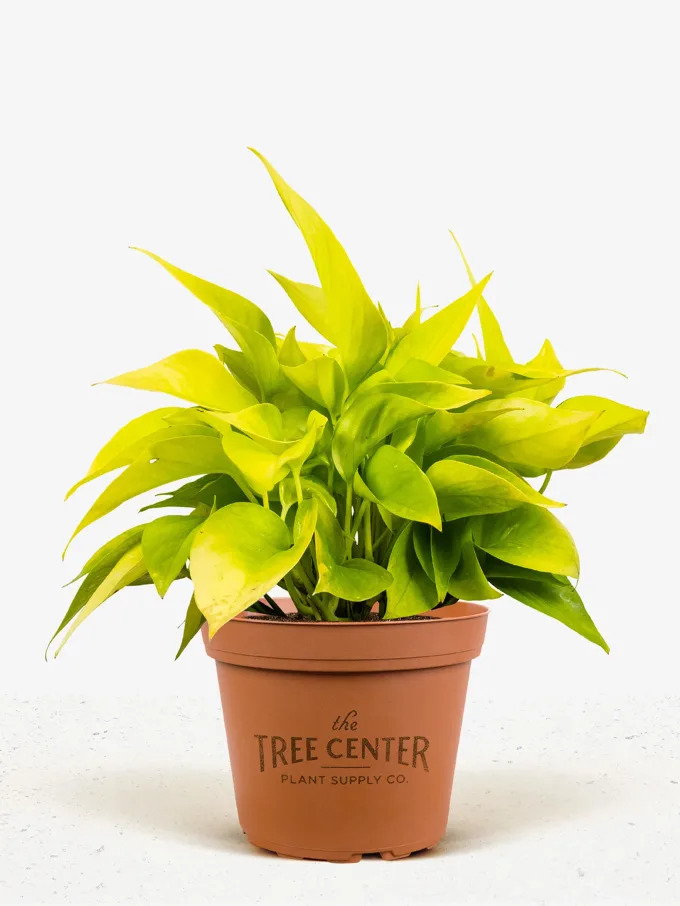 Buy Indoor Plants | Buy Houseplants with Free Shipping | The Tree Center