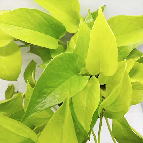 Neon Pothos For Sale Online | The Tree Center
