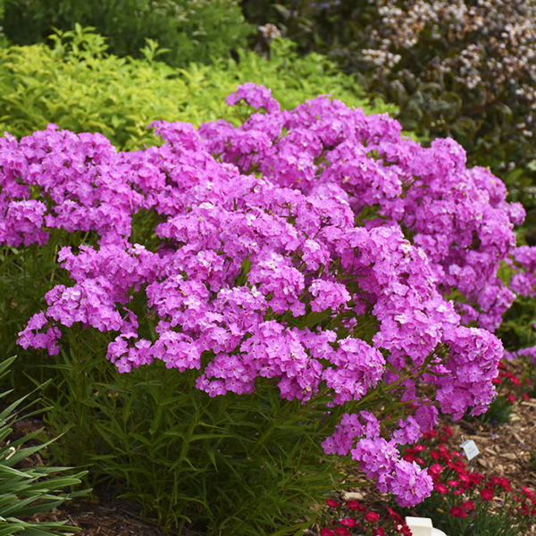 Opening Act Ultra Pink Phlox For Sale Online | The Tree Center