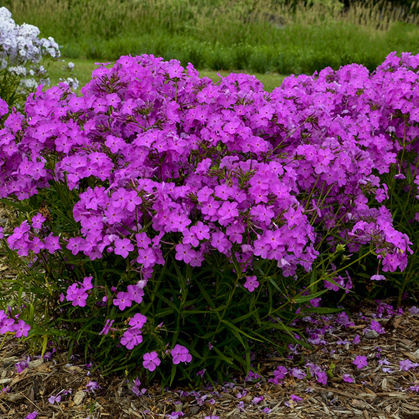 Opening Act Ultra Pink Phlox For Sale Online | The Tree Center