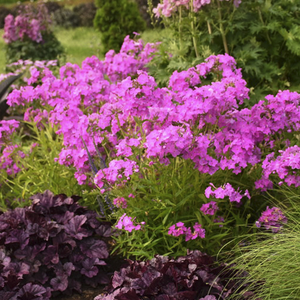 Opening Act Ultra Pink Phlox For Sale Online | The Tree Center