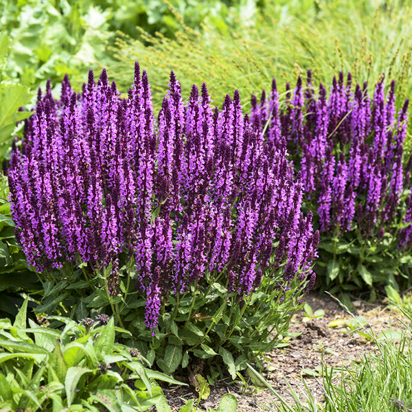 Pink Profusion Salvia For Sale Online | The Tree Center