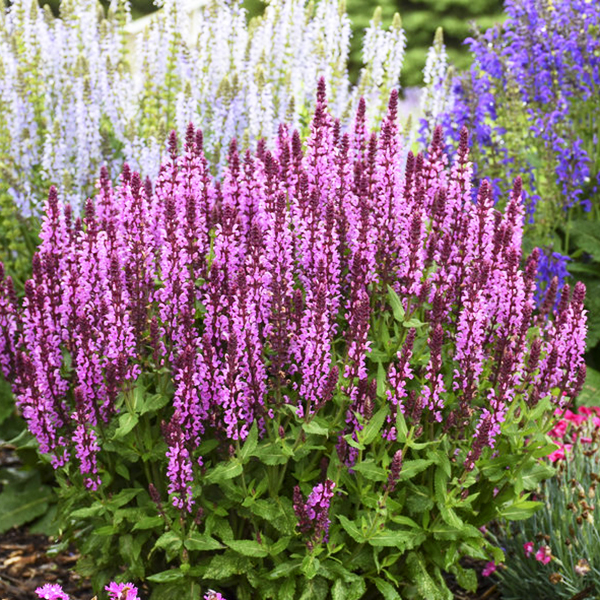 Pink Profusion Salvia For Sale Online | The Tree Center