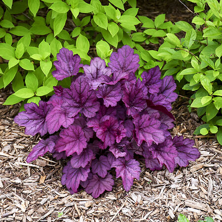 Primo® Wild Rose Heuchera For Sale Online | The Tree Center