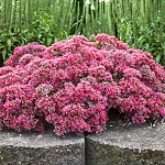 Rock 'N Low™ Popstar Sedum For Sale Online | The Tree Center