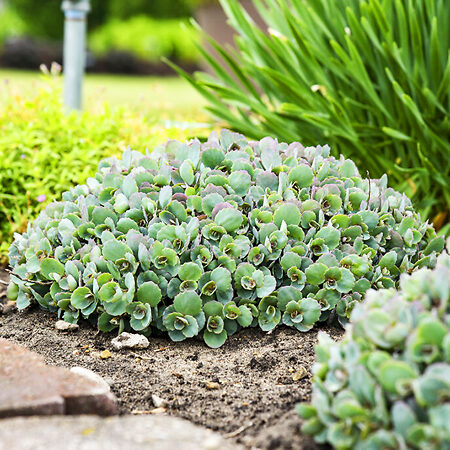 Rock 'N Low™ Popstar Sedum For Sale Online | The Tree Center