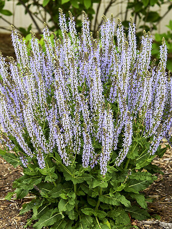 Salvia – The Tree Center