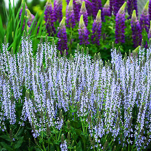 Color Spires® Crystal Blue Salvia For Sale Online | The Tree Center