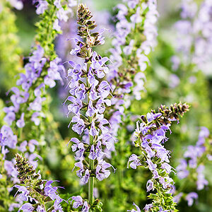 Color Spires® Crystal Blue Salvia For Sale Online | The Tree Center