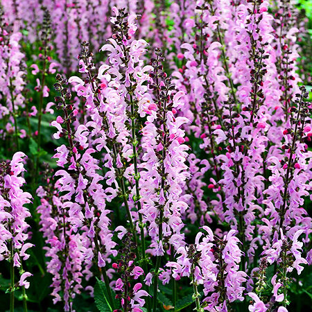 Color Spires® Pink Dawn Salvia For Sale Online | The Tree Center