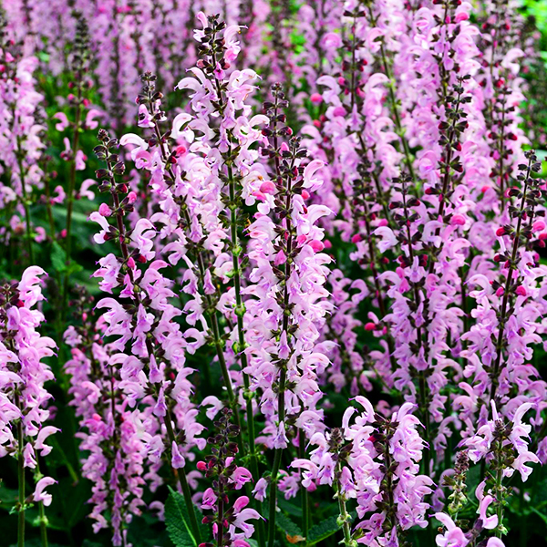 Color Spires® Crystal Blue Salvia For Sale Online | The Tree Center