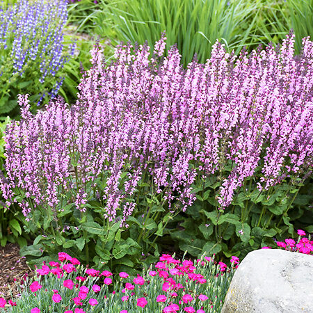 Color Spires® Pink Dawn Salvia For Sale Online | The Tree Center