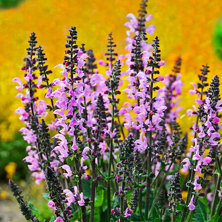 Color Spires® Pink Dawn Salvia For Sale Online | The Tree Center