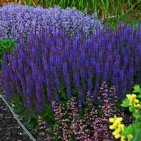 Color Spires® Violet Riot Salvia For Sale Online | The Tree Center
