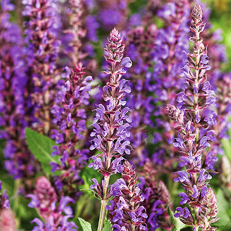 Color Spires® Violet Riot Salvia For Sale Online | The Tree Center