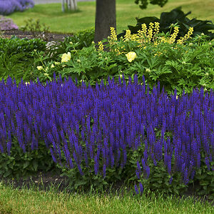 Color Spires® Violet Riot Salvia For Sale Online | The Tree Center
