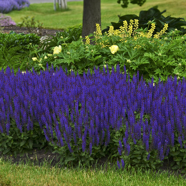 Color Spires® Violet Riot Salvia For Sale Online | The Tree Center