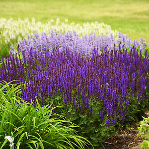 Color Spires® Violet Riot Salvia For Sale Online | The Tree Center