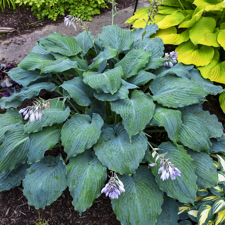 Shadowland® Diamond Lake Hosta For Sale Online | The Tree Center