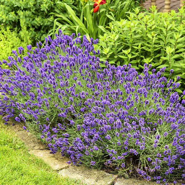 Sweet Romance® Lavender For Sale Online | The Tree Center