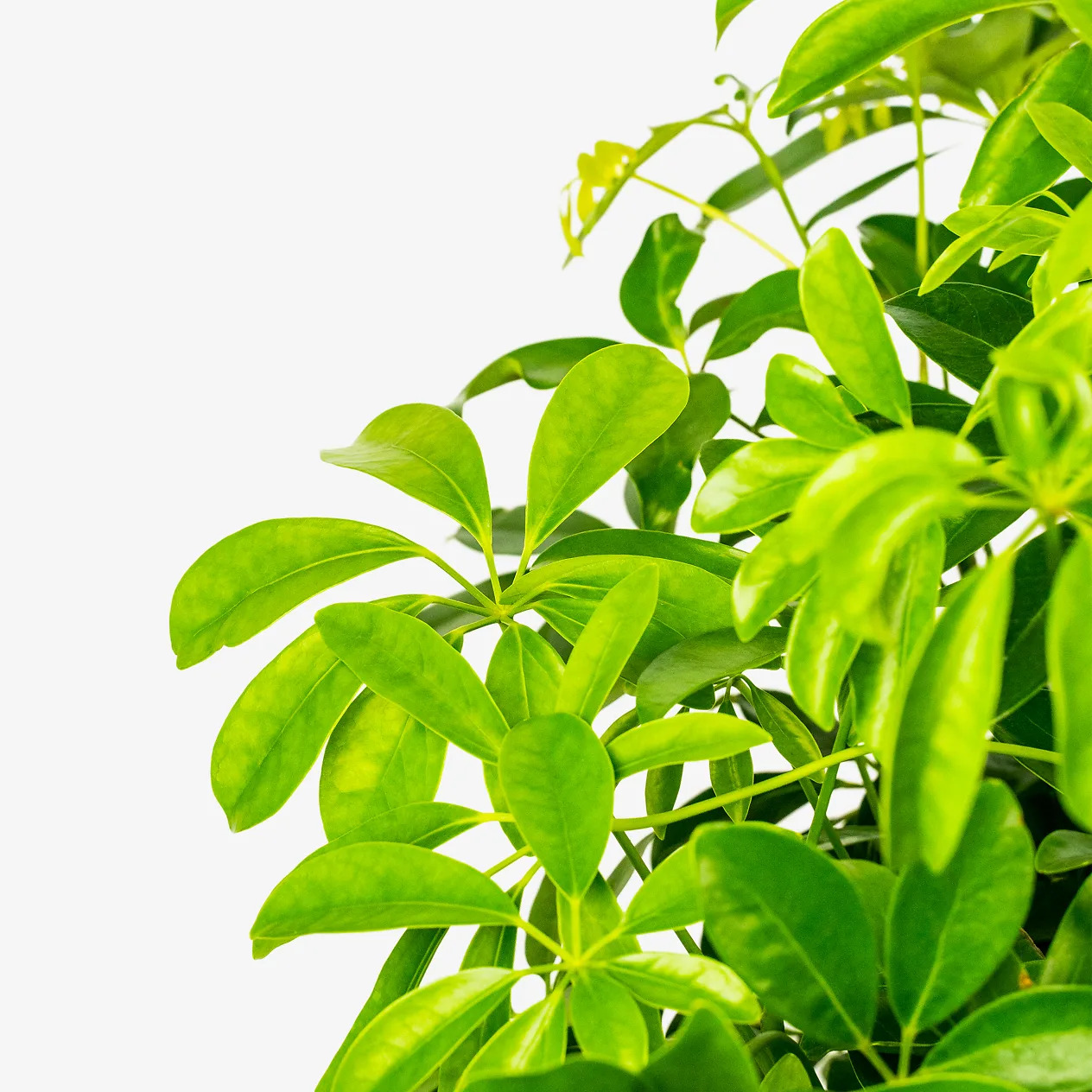 Umbrella Tree For Sale Online | The Tree Center