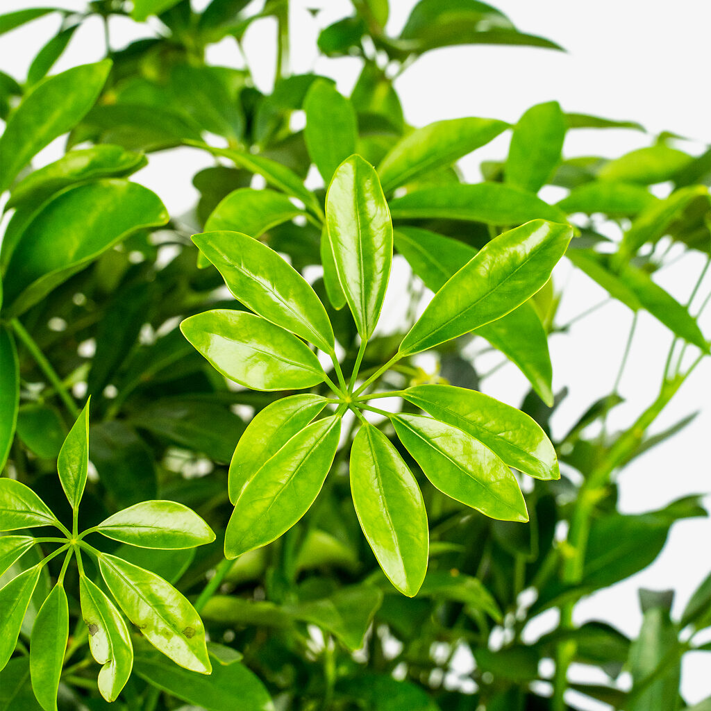 Umbrella Tree For Sale Online | The Tree Center