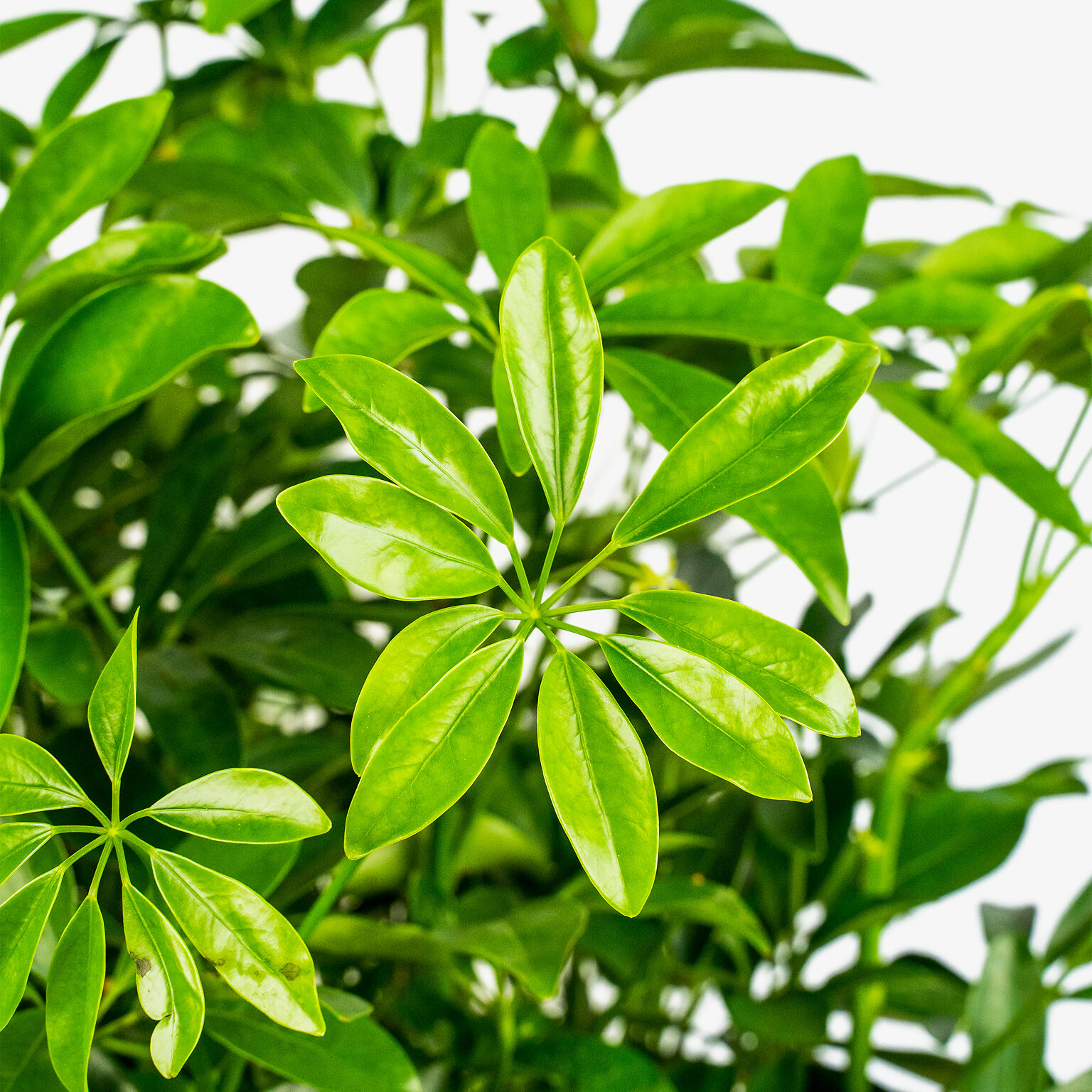 Umbrella Tree For Sale Online The Tree Center