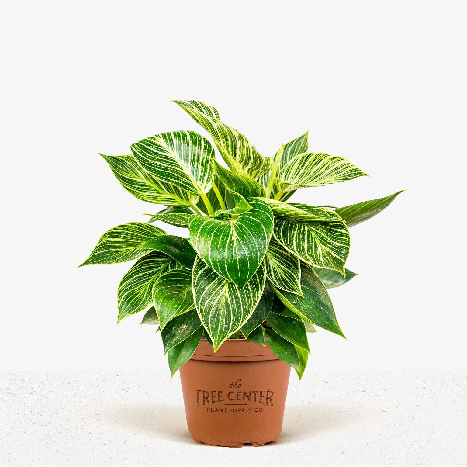 Variegated Philodendron Birkin For Sale Online | The Tree Center