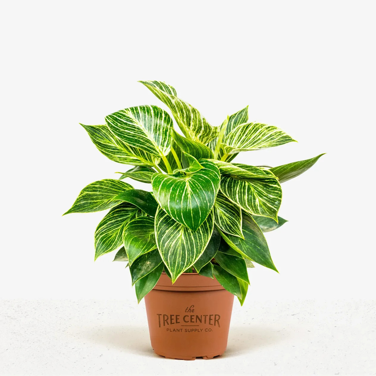 Variegated Philodendron Birkin For Sale Online | The Tree Center