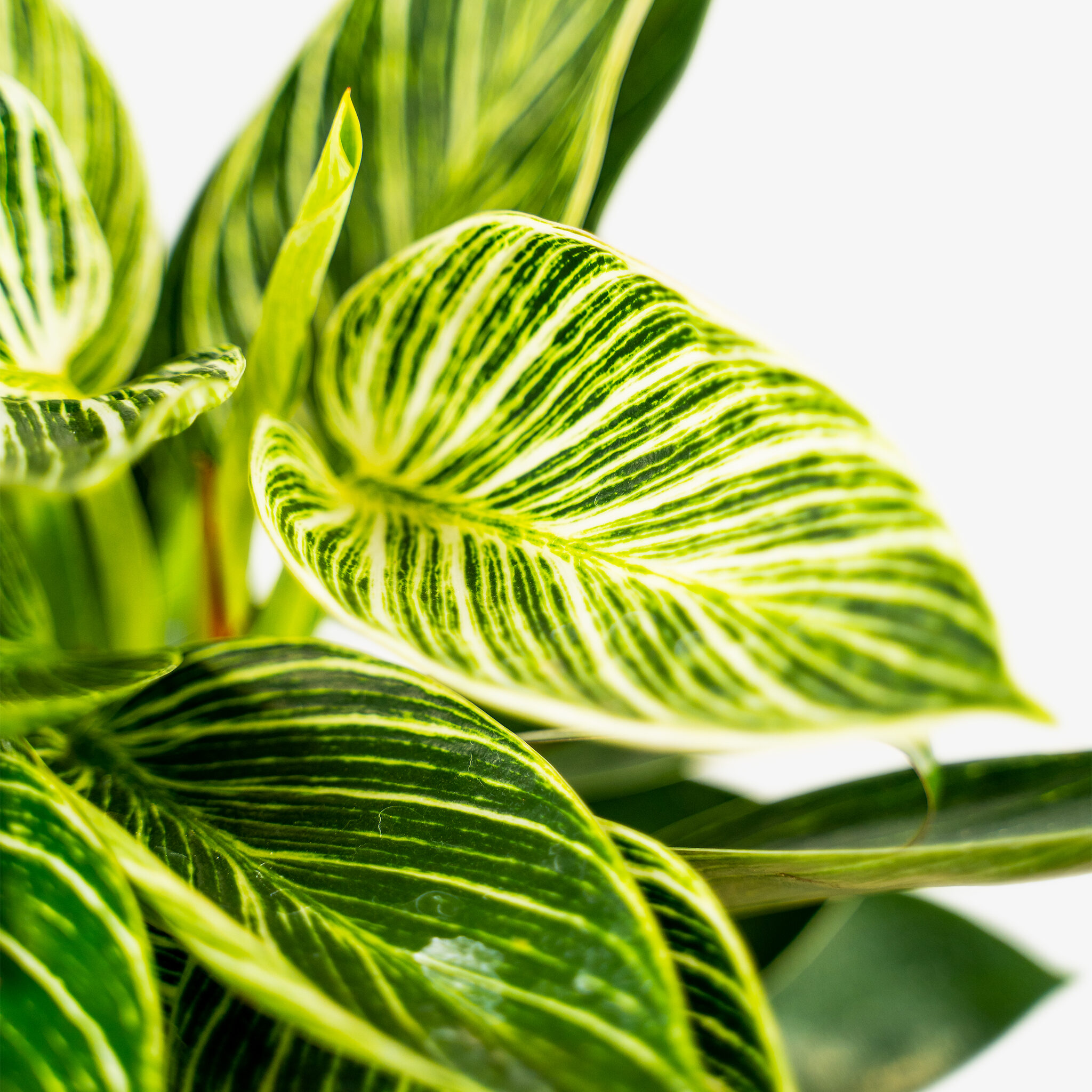 Variegated Philodendron Birkin For Sale Online | The Tree Center
