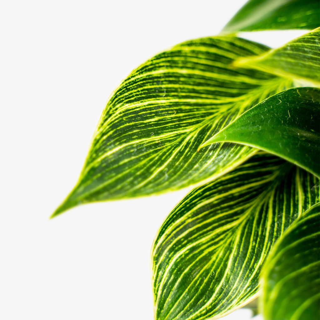Variegated Philodendron Birkin For Sale Online | The Tree Center