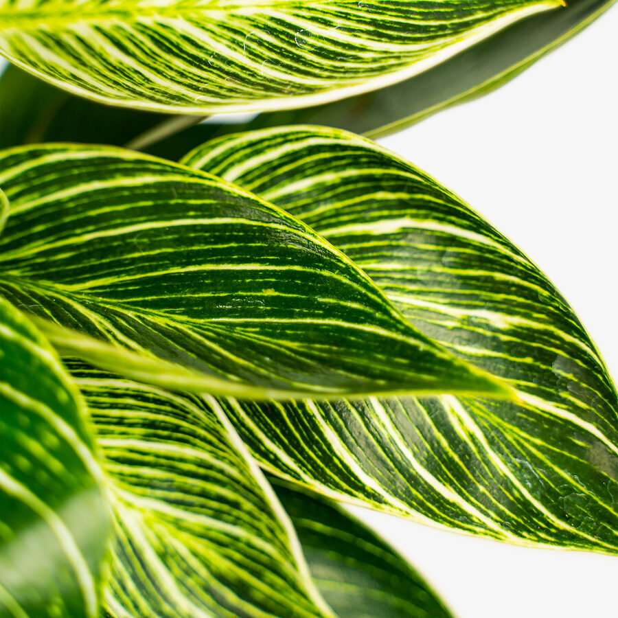 Variegated Philodendron Birkin For Sale Online | The Tree Center