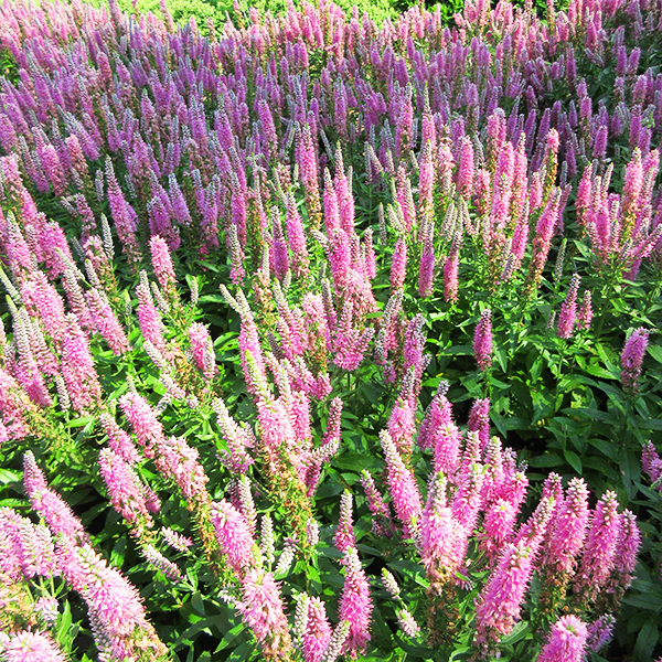 Magic Show® Pink Potion Veronica For Sale Online | The Tree Center