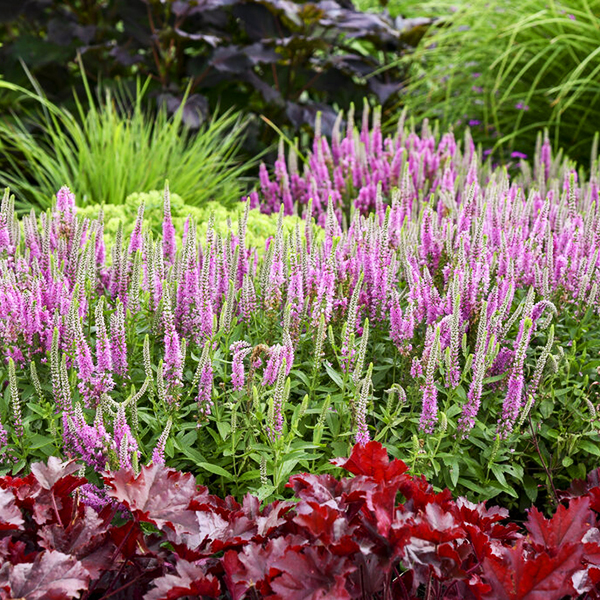 Magic Show® Pink Potion Veronica For Sale Online | The Tree Center