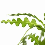 Zig-Zag Cactus For Sale Online | The Tree Center