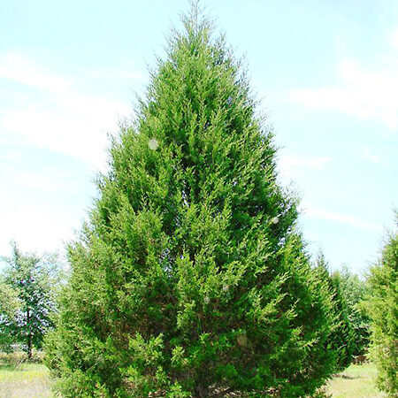 Eastern Red Cedar For Sale Online | The Tree Center