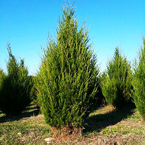 Eastern Red Cedar For Sale Online | The Tree Center