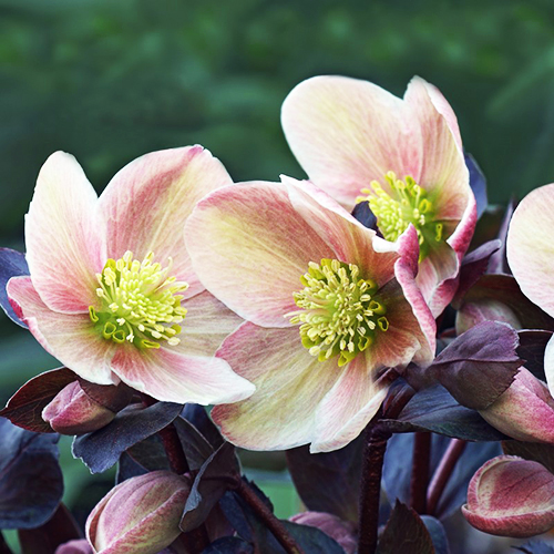 Lenten RoseFor Sale Online | The Tree Center