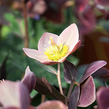 Lenten RoseFor Sale Online | The Tree Center