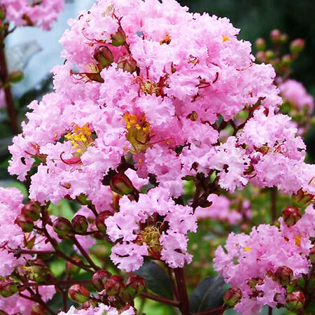 Rhapsody In Pink® Crape Myrtle Tree For Sale Online | The Tree Center