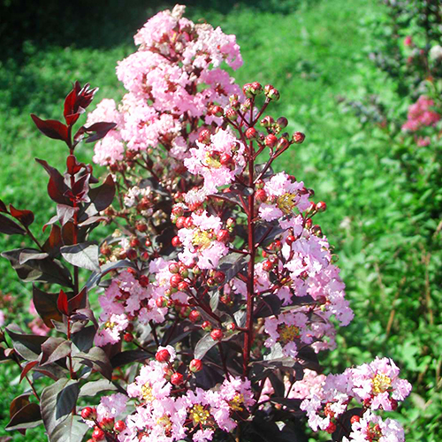 Rhapsody In Pink® Crape Myrtle Tree For Sale Online | The Tree Center