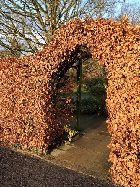 Tired of Boring Hedges? – here are some great ideas. | The Tree Center™