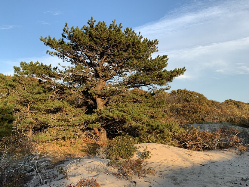 The Pine Trees of America #3 | The Tree Center™