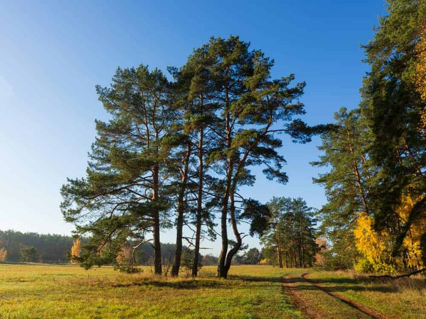 The Pine Trees of America #4 | The Tree Center™