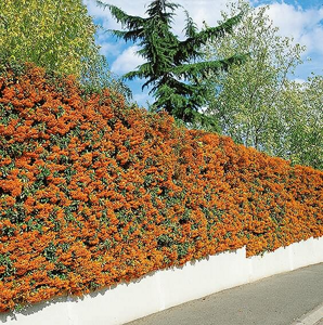 Tired of Boring Hedges? – here are some great ideas. | The Tree Center™