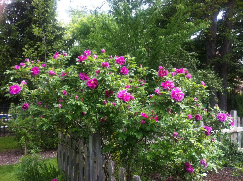 Tired of Boring Hedges? – here are some great ideas. | The Tree Center™