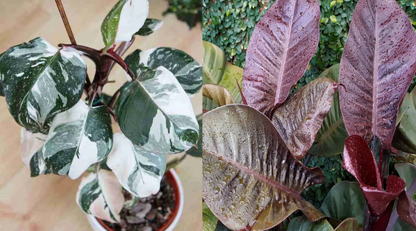 All About Hybrid Philodendrons | The Tree Center™