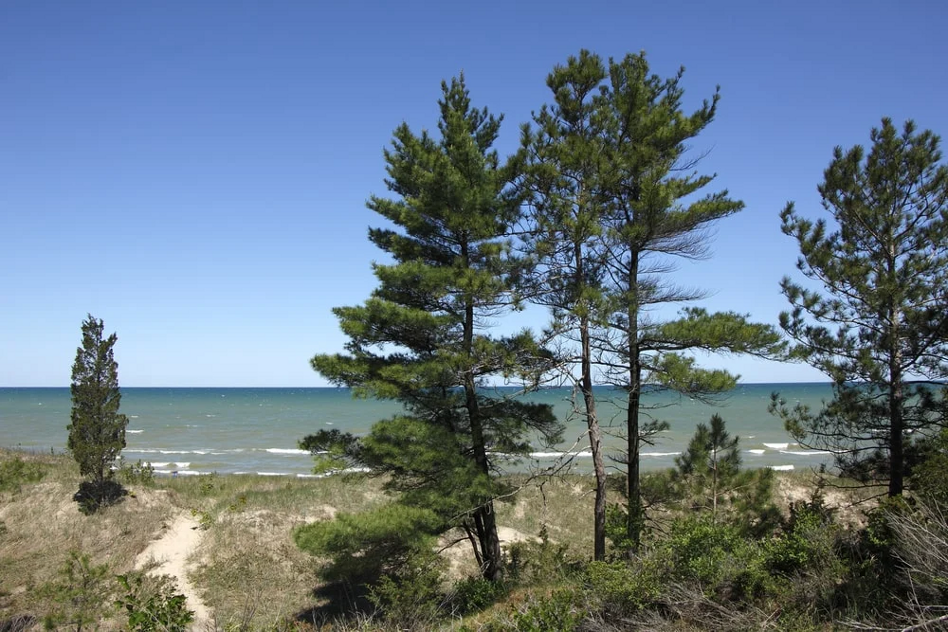 The Pine Trees of America #2 | The Tree Center™