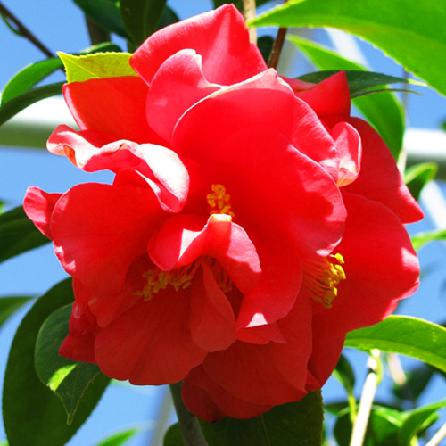 Kramer's Supreme Camellia For Sale | The Tree Center