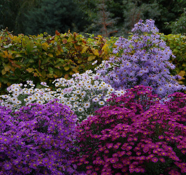 Get to Know the Asters | The Tree Center™
